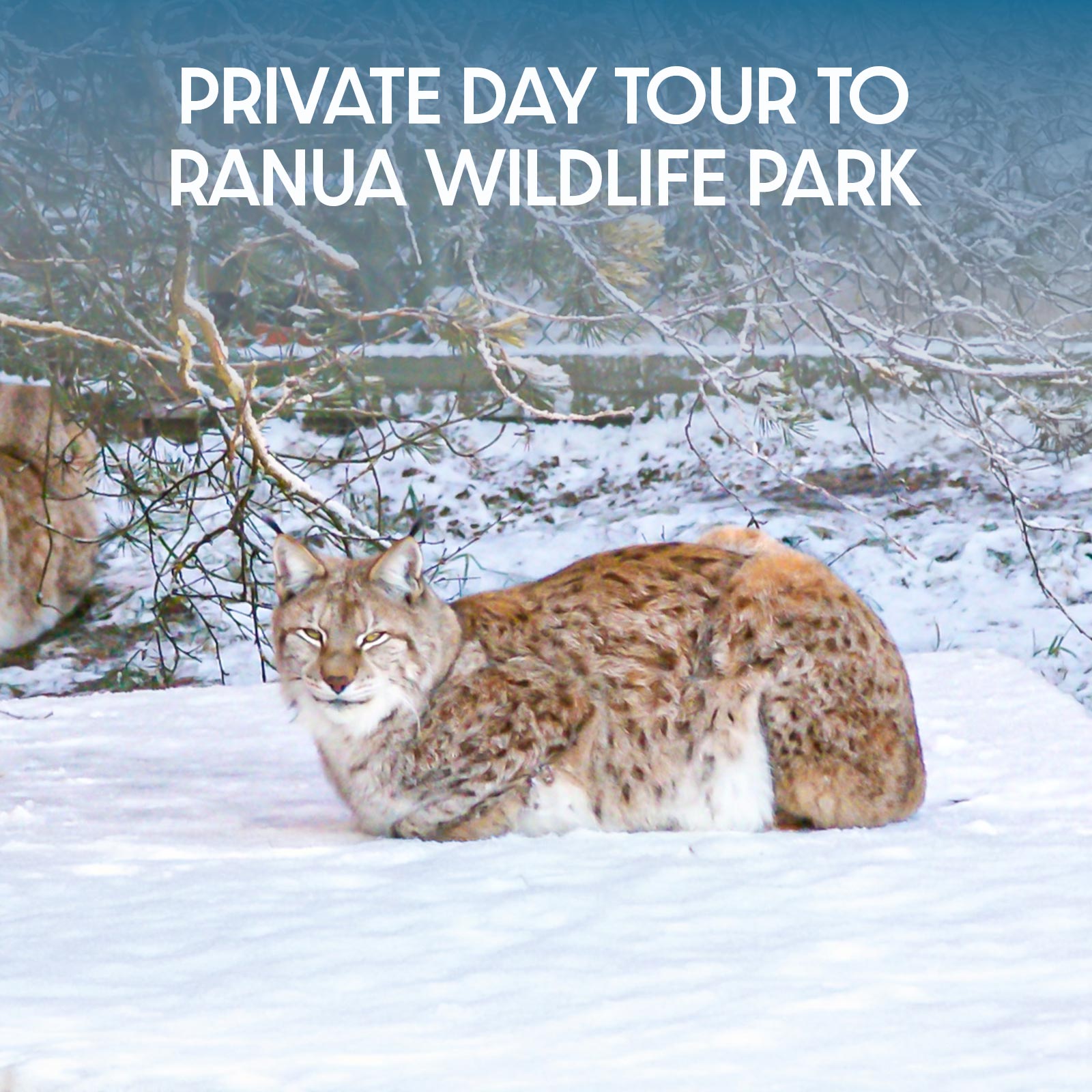 Private Day Trip to Ranua Zoo from Rovaniemi - Explore Arctic Wildlife